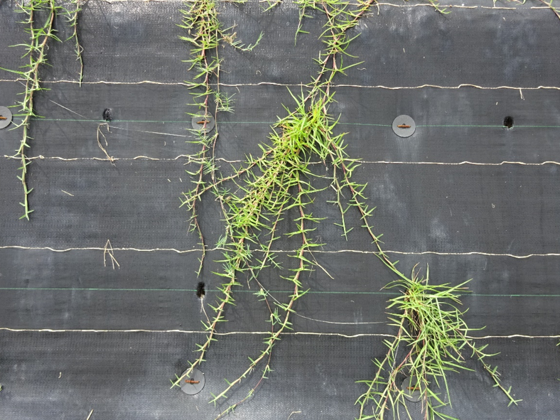 Weed Control and Vegetation Sheet | KOIZUMISEIMA CO., LTD.